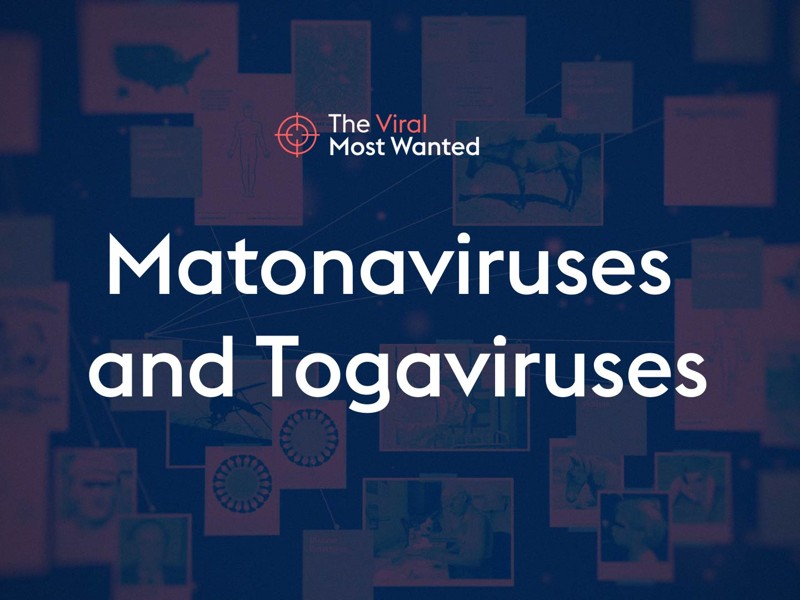 The Viral Most Wanted: The Matonavirus and Togavirus Families | CEPI