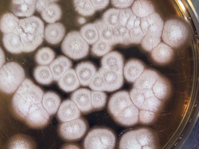 Exploiting fungus growth for rapid and affordable vaccine development ...